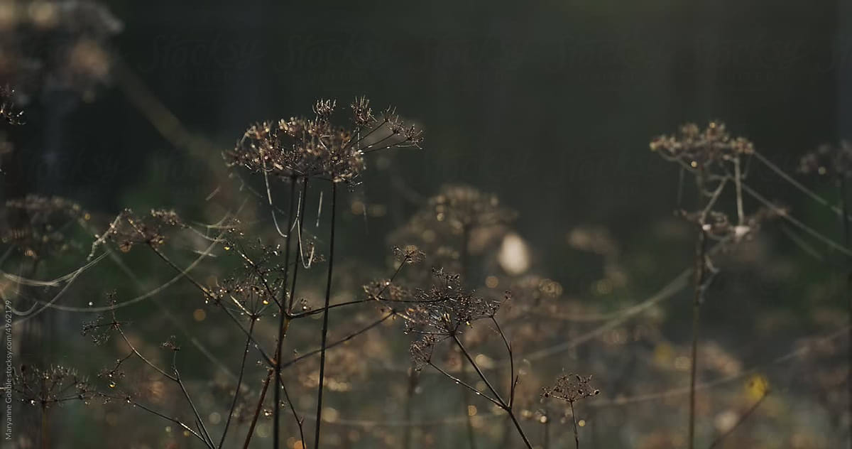 "Dark Autumn Plants With Webs In Sunlight" by Stocksy Contributor ...
