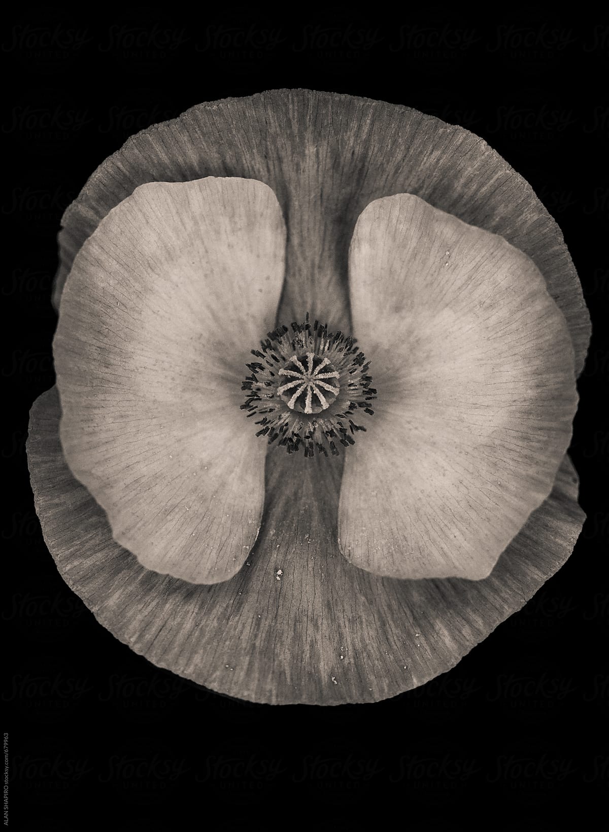 "Poppy In Monochrome" by Stocksy Contributor "ALAN SHAPIRO" - Stocksy