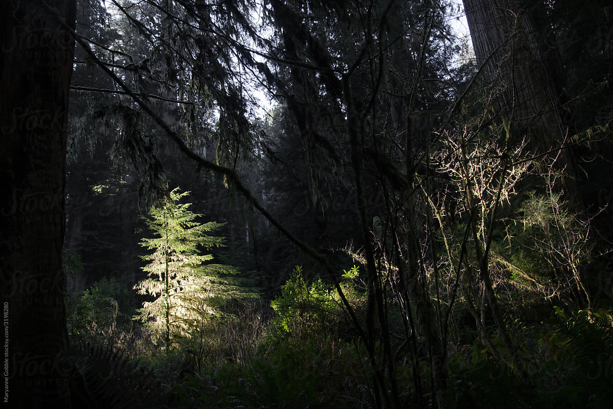 "Little Redwood Tree In California Forest" by Stocksy Contributor ...