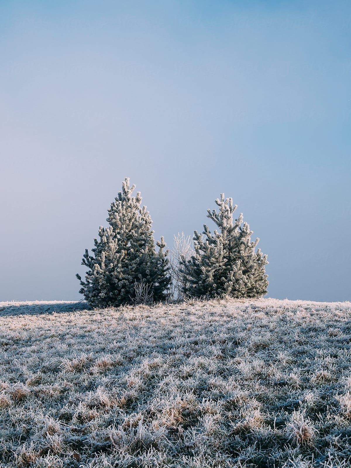 "Trees On A Hilltop" by Stocksy Contributor "Photographer Christian B ...