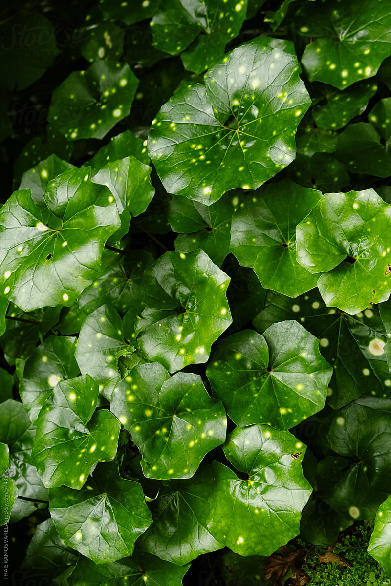 "Close-Up Of A Plant" by Stocksy Contributor "THAIS RAMOS VARELA" - Stocksy