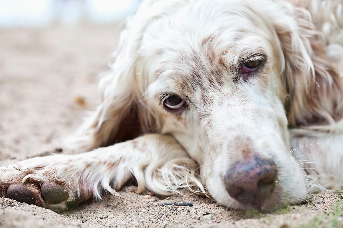 "Tired Old Dog" by Stocksy Contributor "Jill Chen" - Stocksy