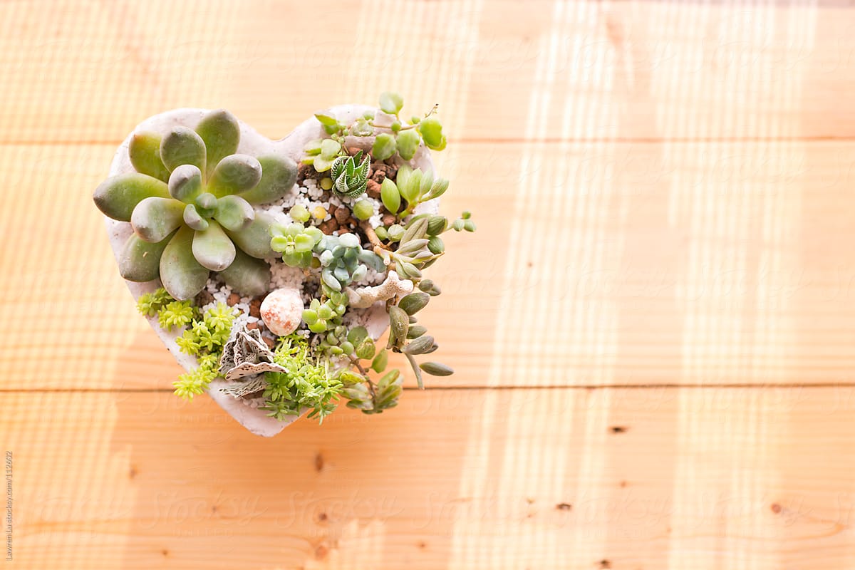 "Small Potted Plants On Wooden Case With Natural Sunshine From Wi" by ...
