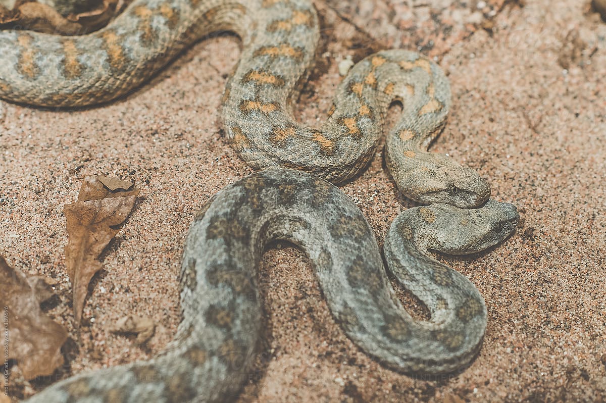 "Milos Viper Snake (Macrovipera Schweizeri)" by Stocksy Contributor ...