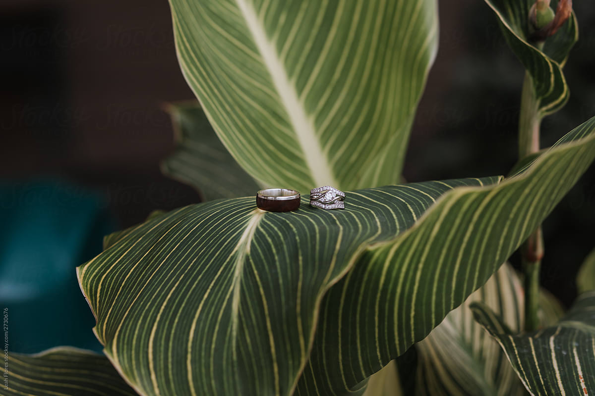 "Wedding Rings Sitting On Plant Leaf" by Stocksy Contributor "Leah ...