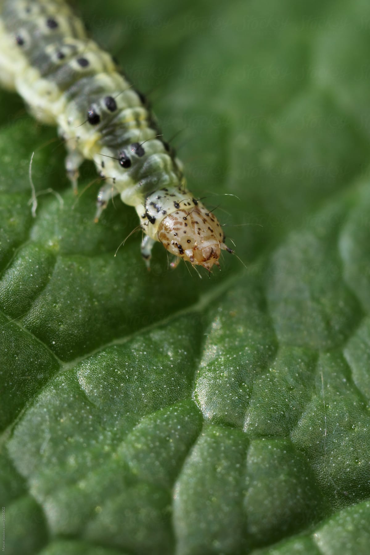"The Mint Moth Caterpillar" by Stocksy Contributor "Marcel" - Stocksy