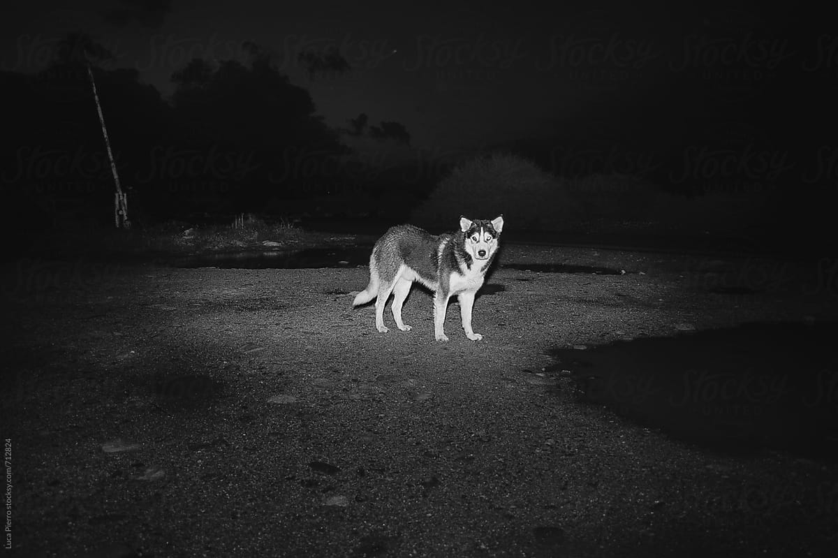 "Abandoned Stray Dog" by Stocksy Contributor "Sky-Blue Creative" - Stocksy