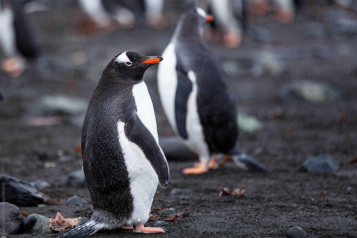 "A Penguin In Profile" by Stocksy Contributor "Mark Pollard" - Stocksy