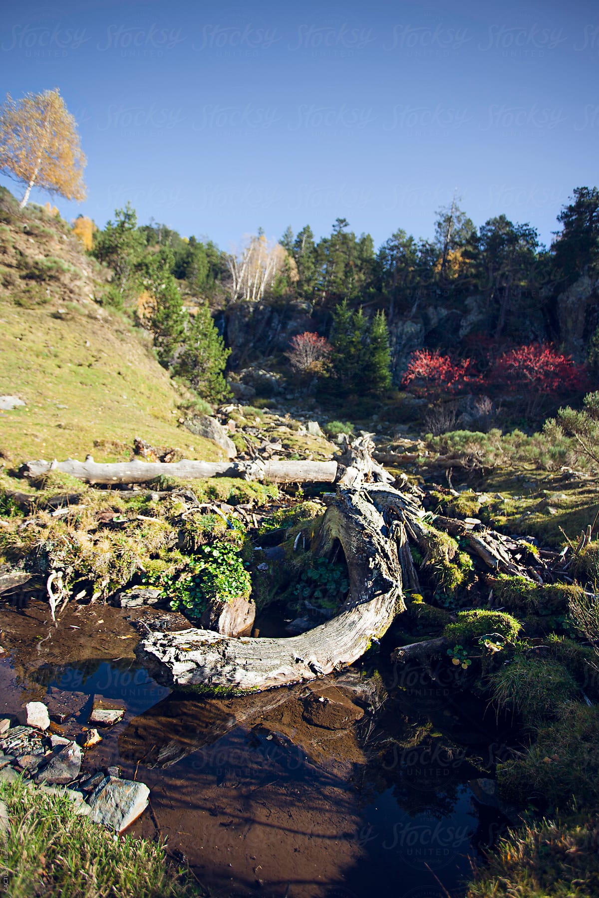 "Forest During The Fall" by Stocksy Contributor "CACTUS Creative Studio ...