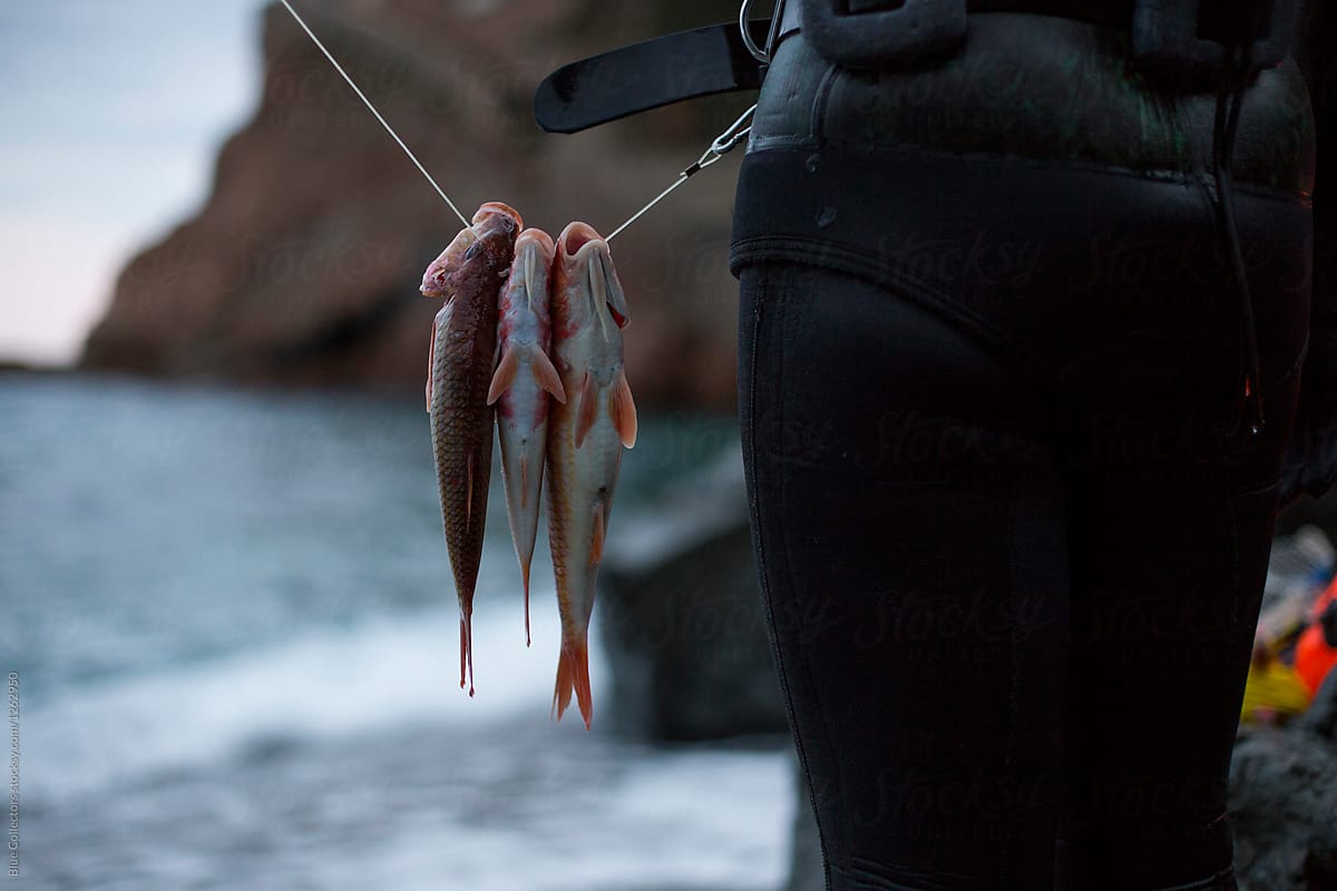 "Three Red Mullet Fish Caught By A Diver" by Stocksy Contributor "Blue ...