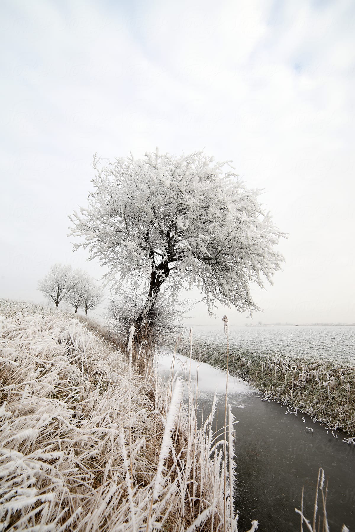 "White Frost On A Tree" by Stocksy Contributor "Marcel" - Stocksy