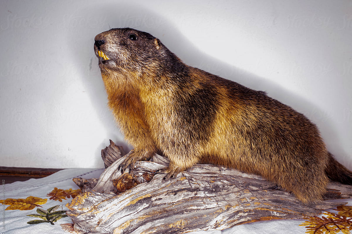 "Stuffed Rodent" by Stocksy Contributor "Jan Michalko" - Stocksy
