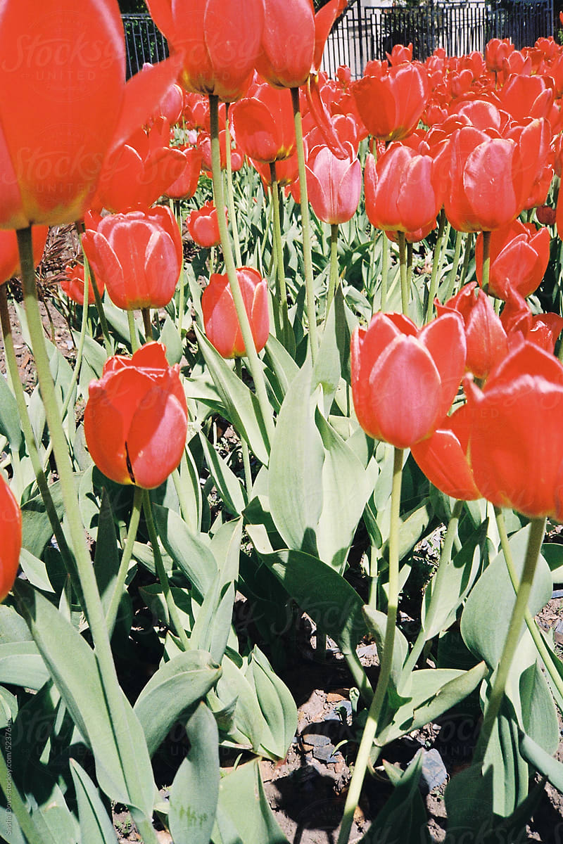 "Tulip Garden" by Stocksy Contributor "Sasha Dove" - Stocksy