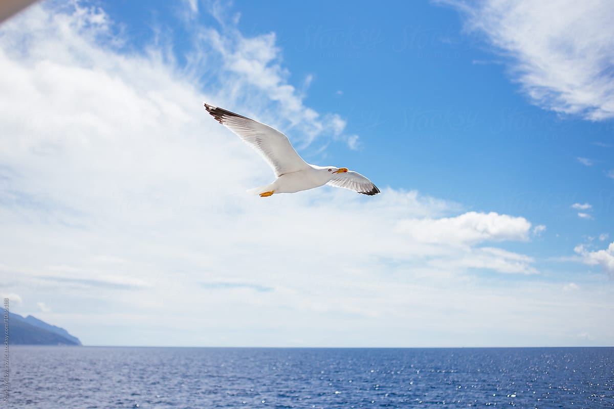 "Seagulls Flying Near Ferry Boat" by Stocksy Contributor "Marko" - Stocksy