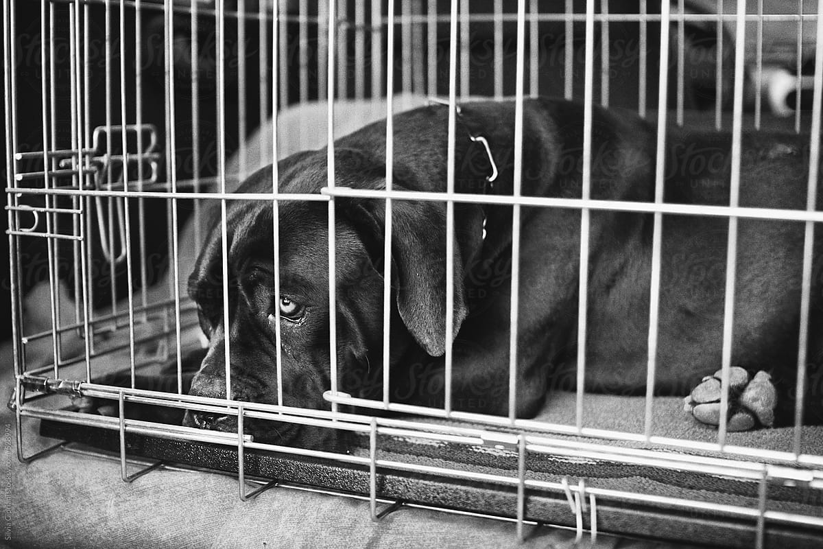 "Italian Mastiff In A Cage" by Stocksy Contributor "Bianca Loðbrók ...