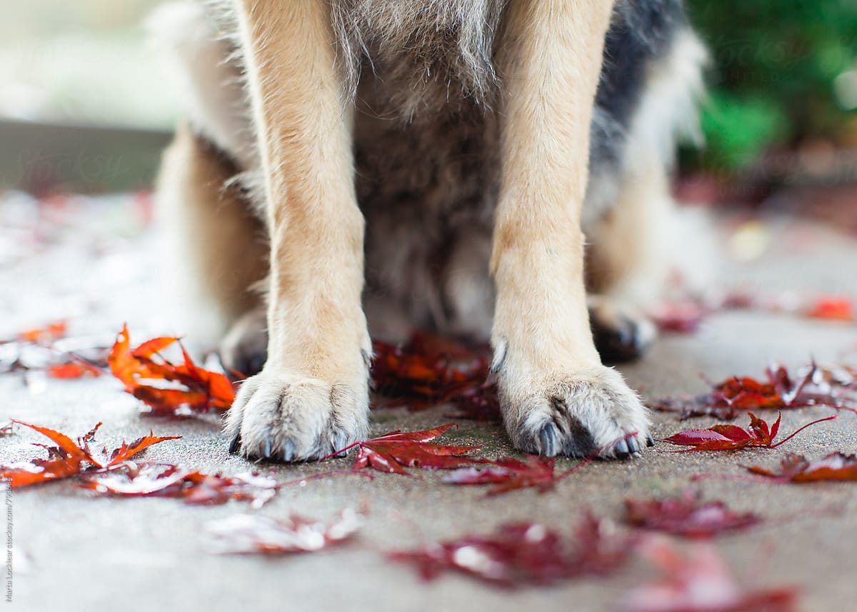 "Dog Paws And Leaves" by Stocksy Contributor "Marta Locklear" - Stocksy