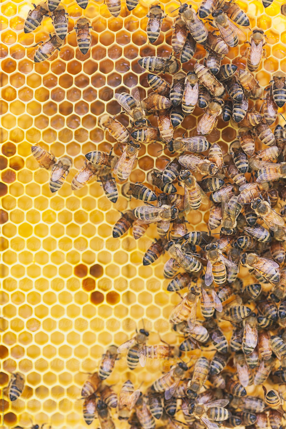 "Hive: Overhead View Of Bees And Honeycomb" by Stocksy Contributor ...