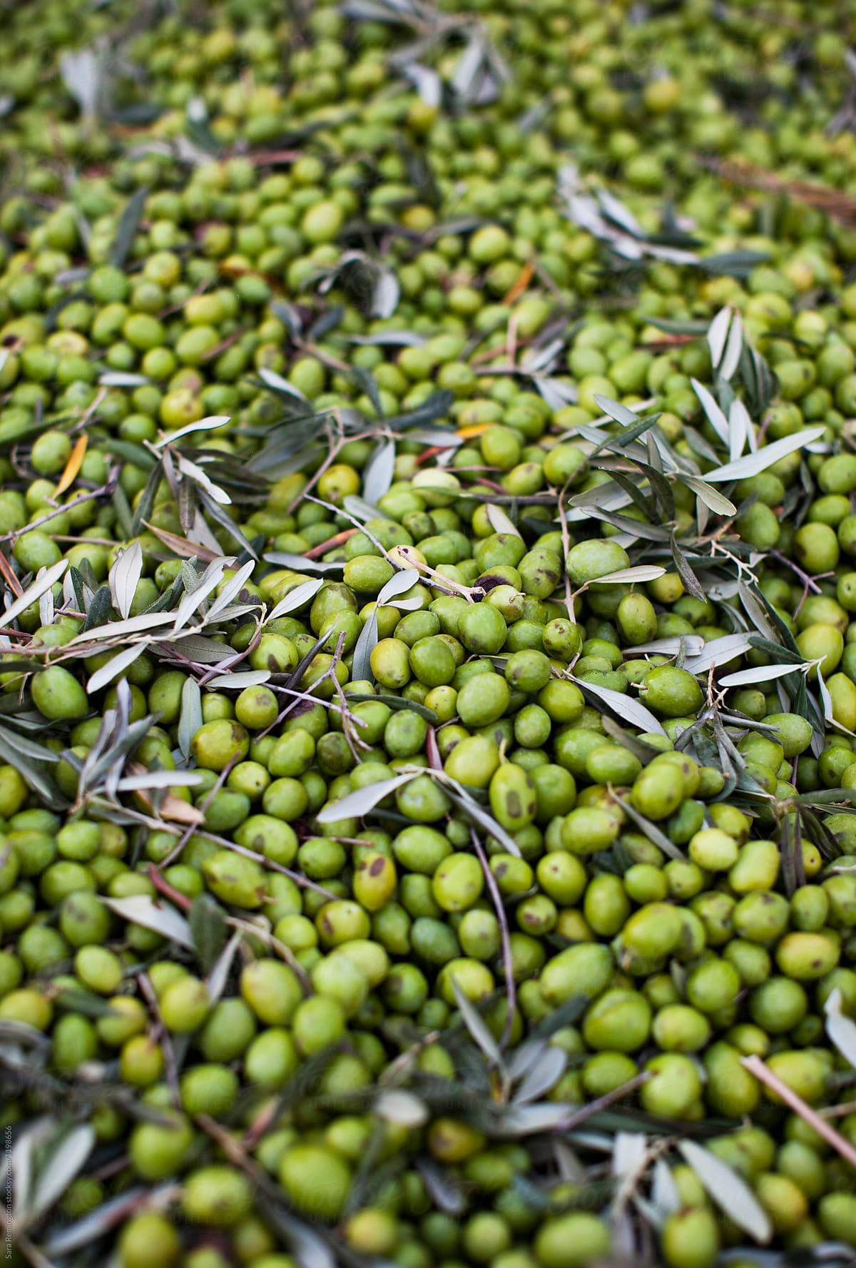"Green Olives Ready For Making Olive Oil" by Stocksy Contributor "Sara ...