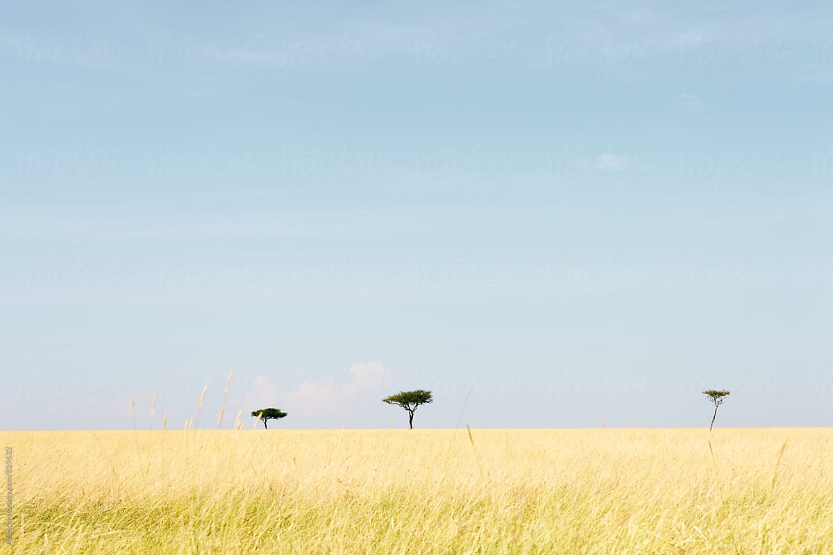 "African Landscape" by Stocksy Contributor "Agencia" - Stocksy