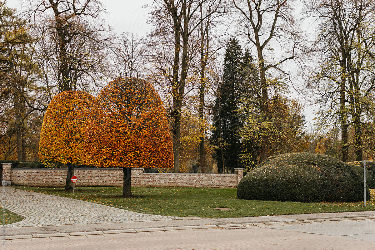 "Ornamental Trees With Autumn Foliage In Yard" by Stocksy Contributor ...