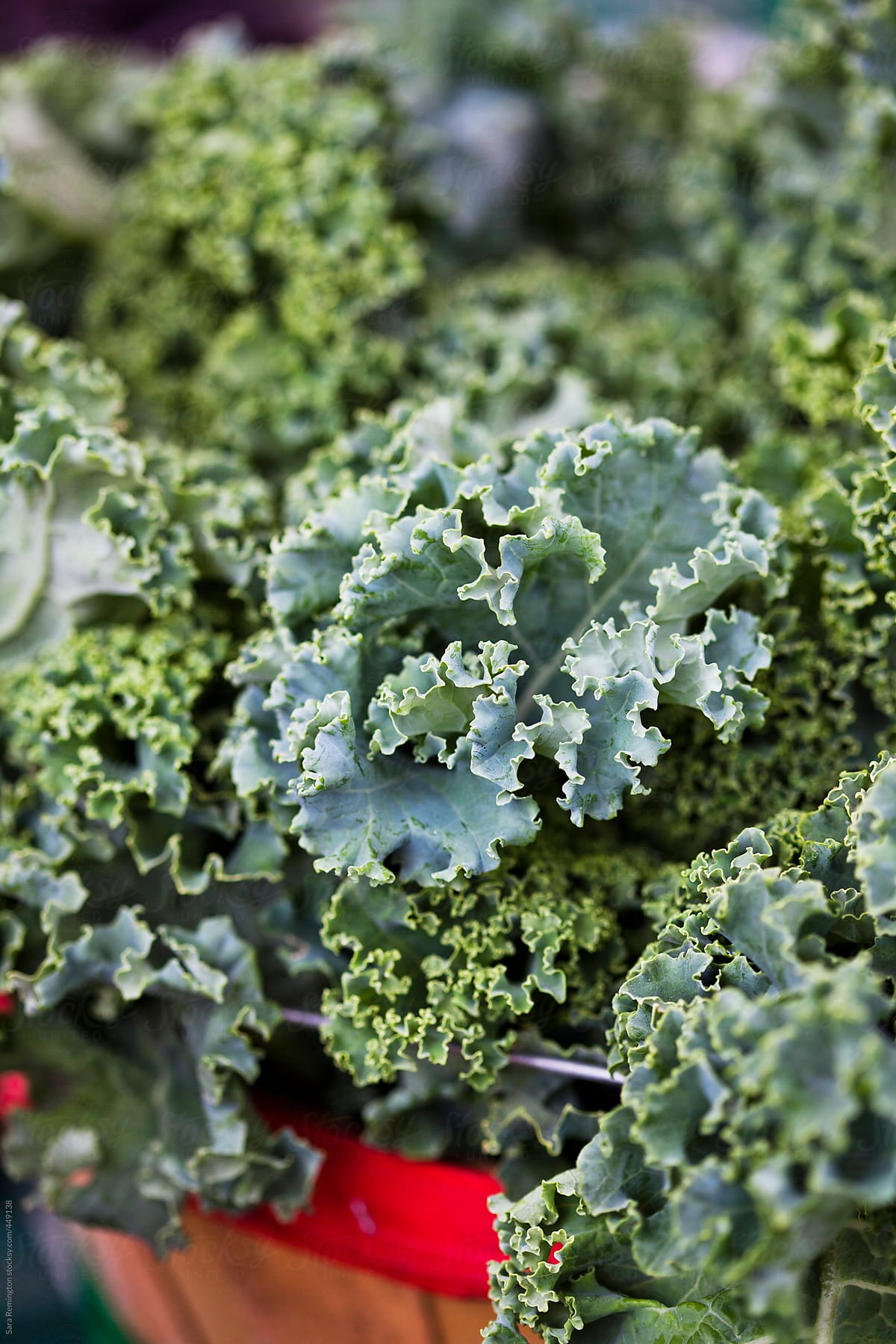 "Kale At Farmer's Market" by Stocksy Contributor "Sara Remington" - Stocksy