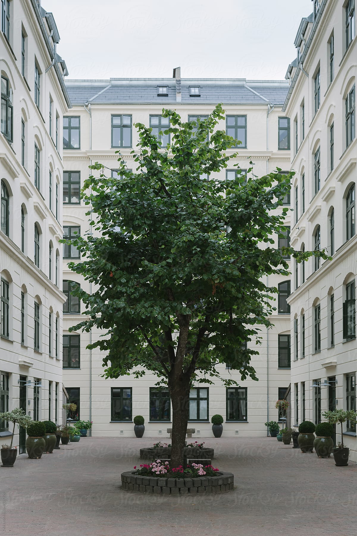 "Tree In Urban Environment" by Stocksy Contributor "HIGHLANDER" - Stocksy