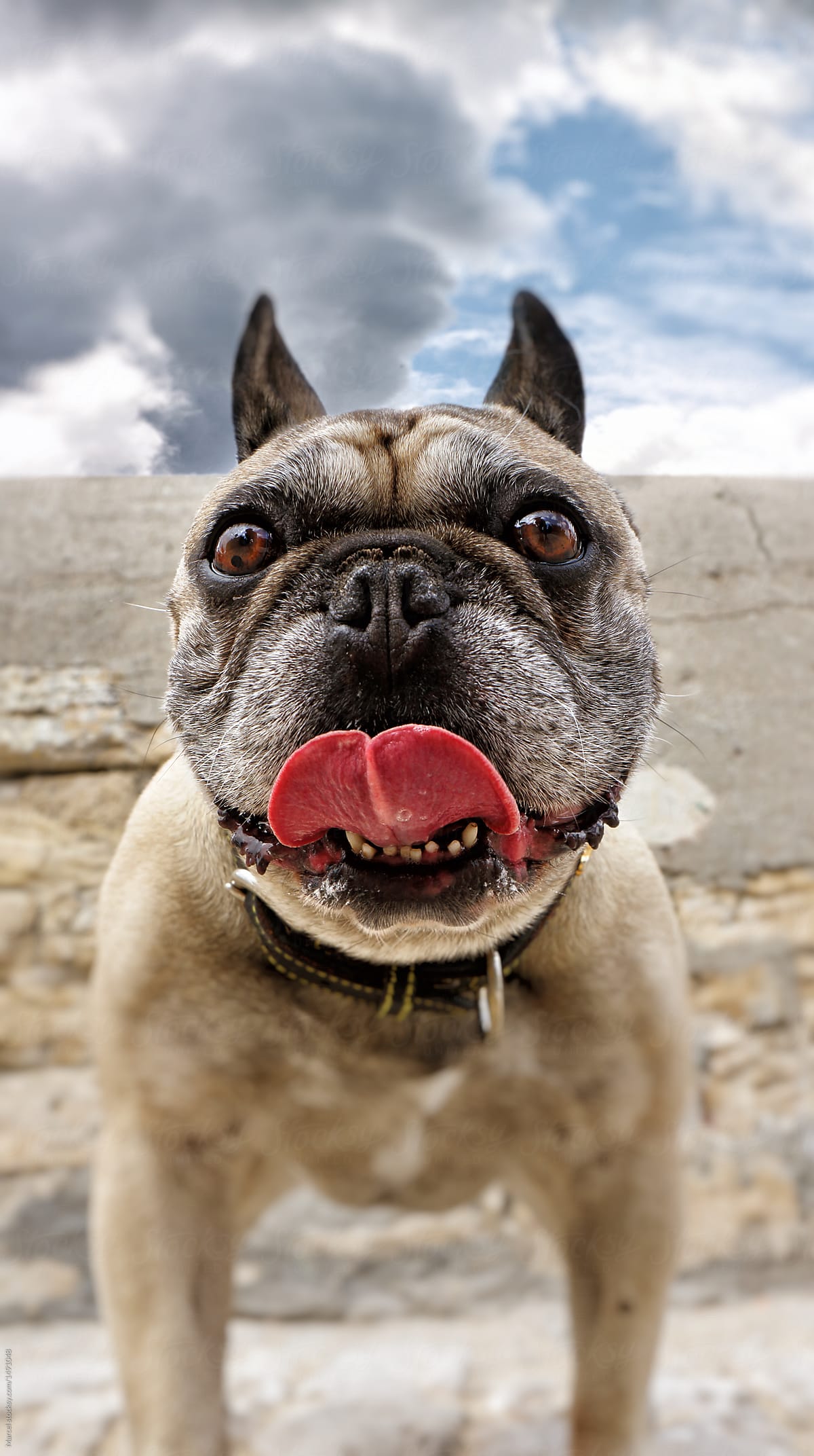 "Dog Being Cute" by Stocksy Contributor "Marcel" - Stocksy