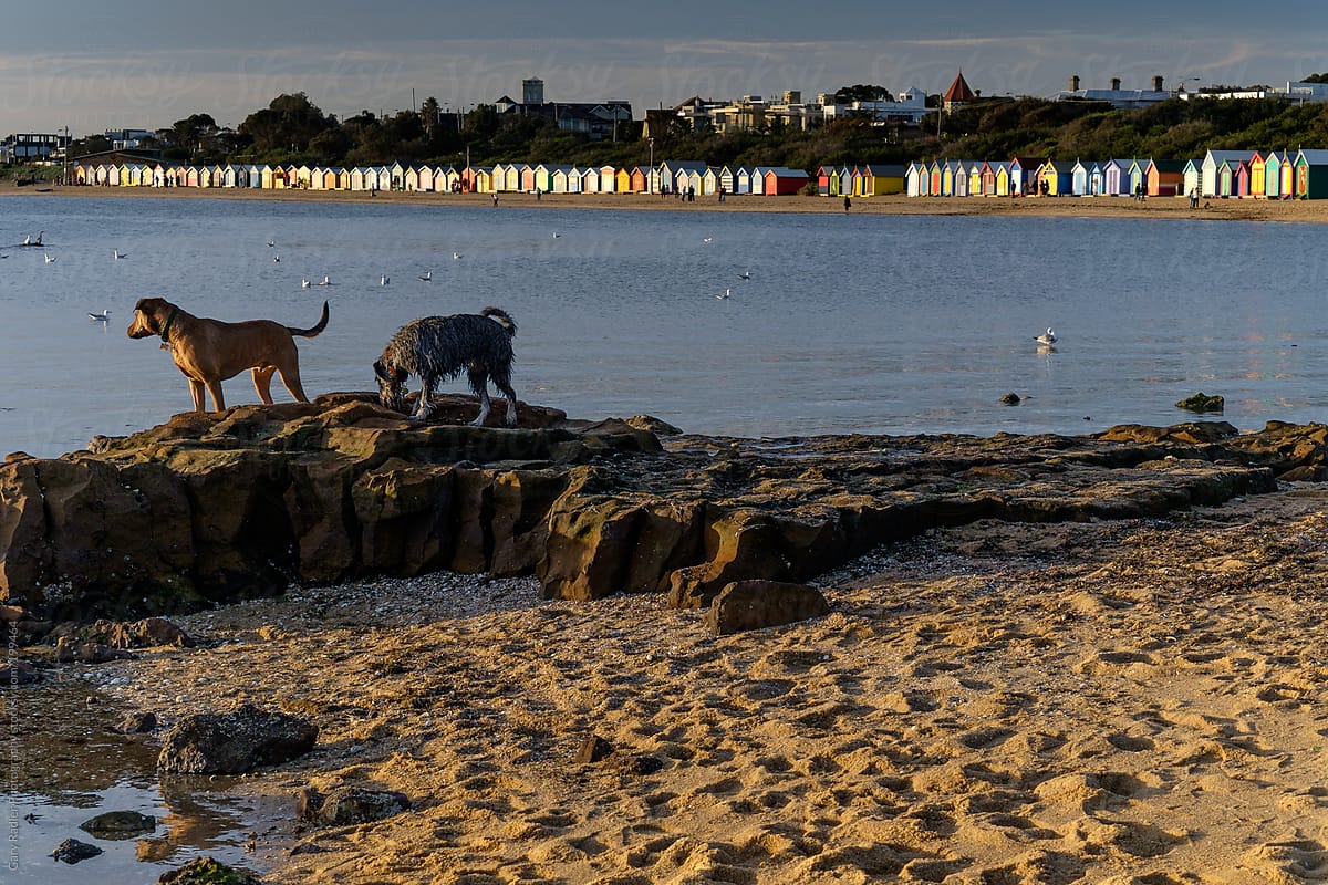 "Two Dogs With Brighton Bathing Boxes In Background" by Stocksy ...