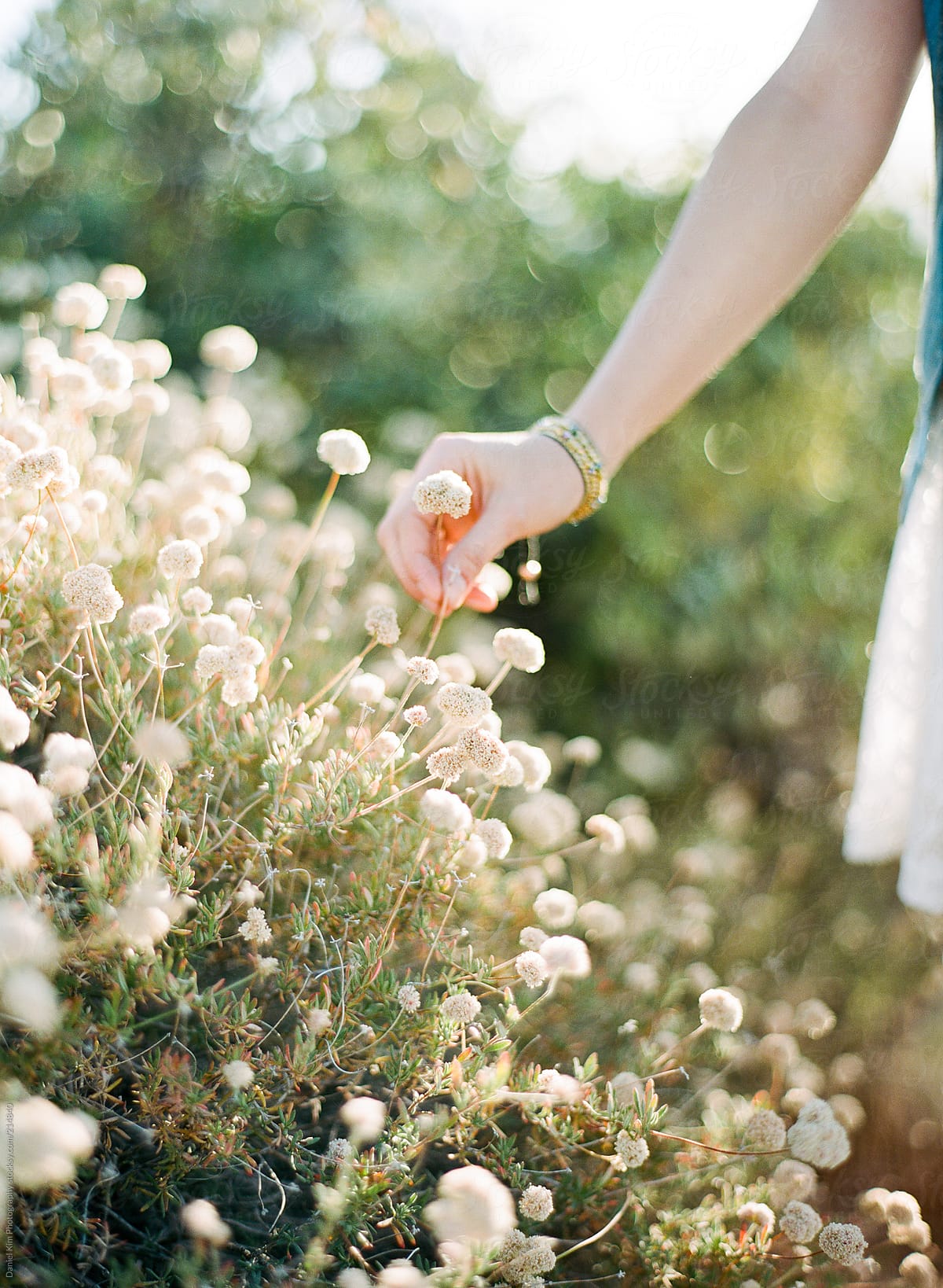 "Girl Picking Wild Desert Flower" by Stocksy Contributor "Daniel Kim ...