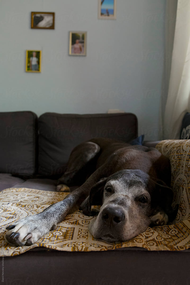 "Dog Resting On Sofa At Home" by Stocksy Contributor "Danil Nevsky ...