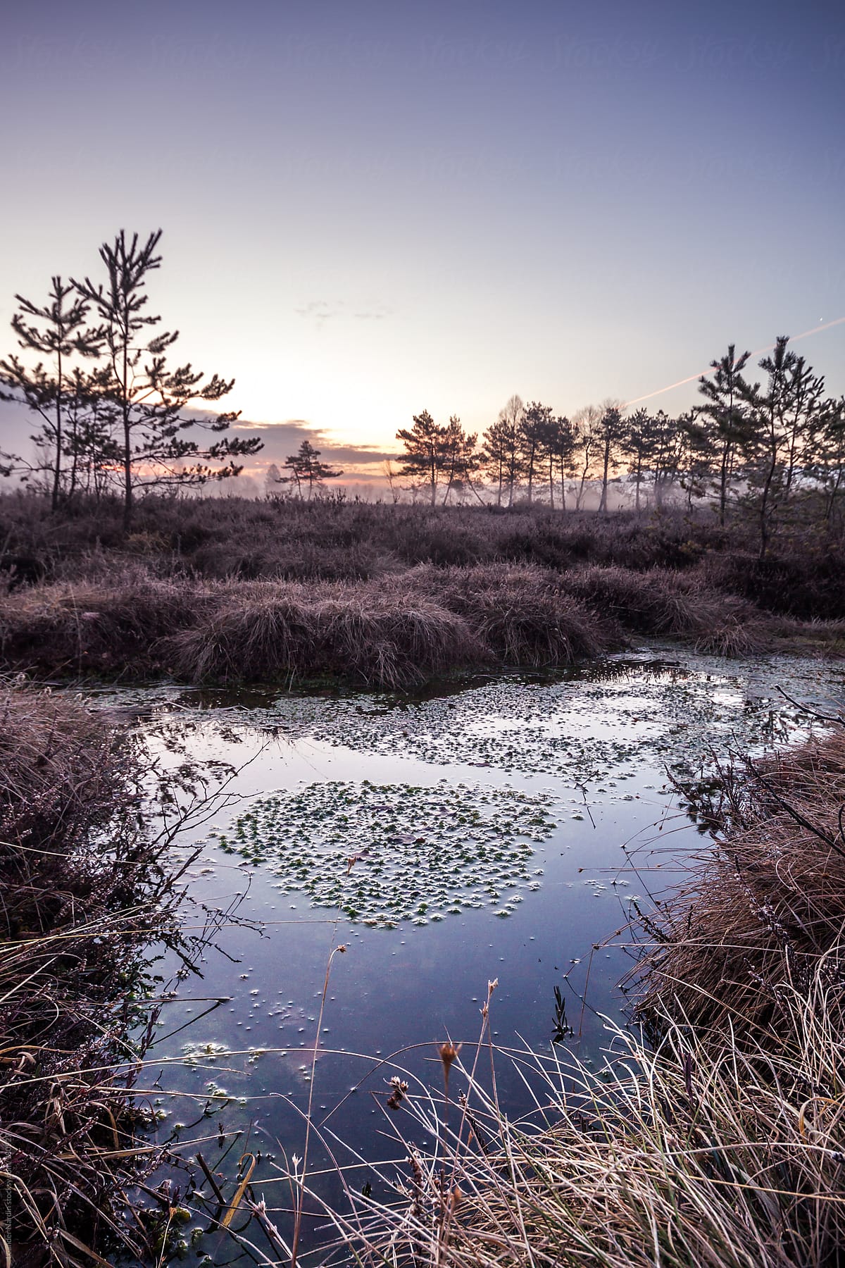 "Moor Landscape In Early Morning Mist" by Stocksy Contributor "Akela ...