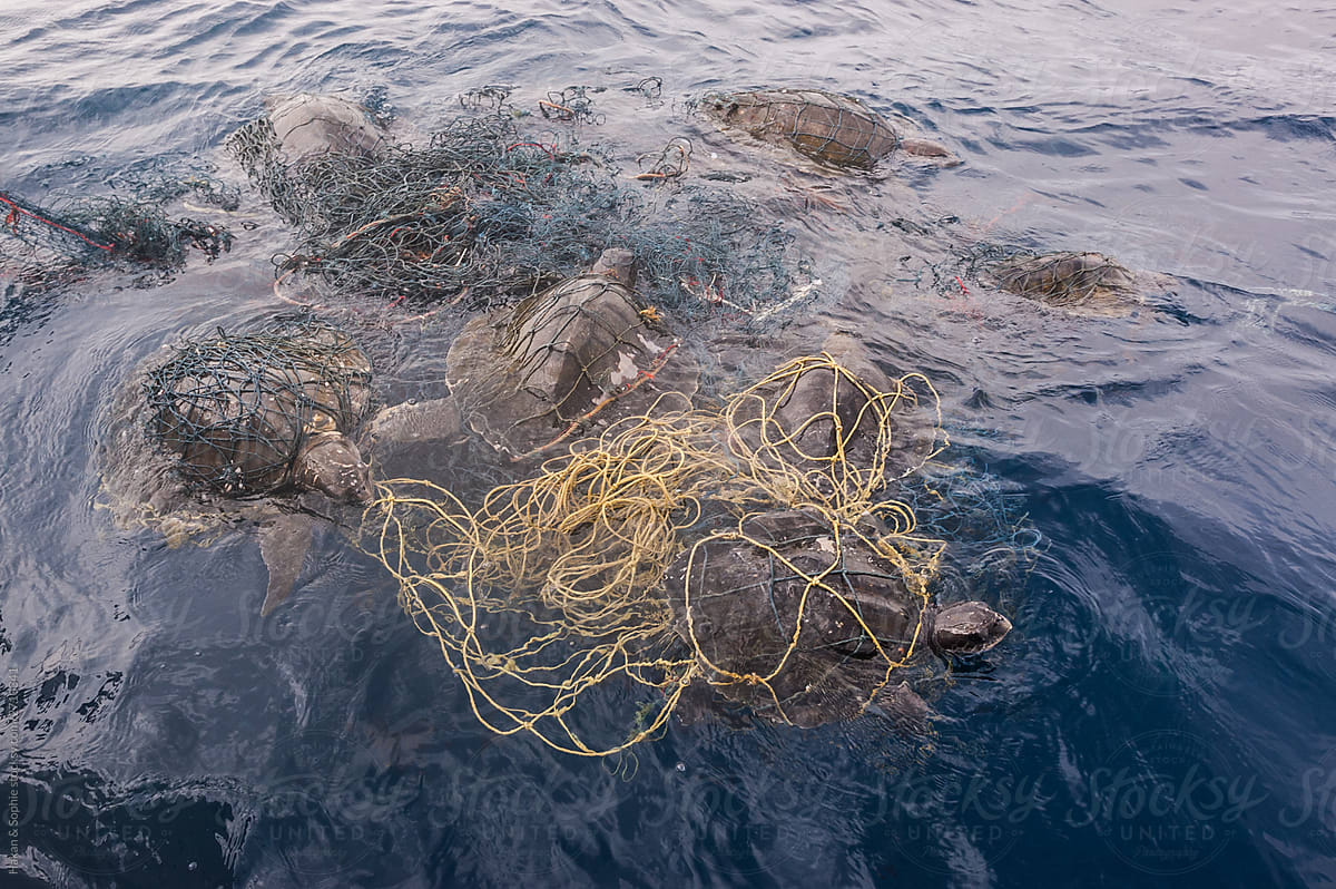 "7 Turtles Trapped In Discarded Fishing Net" by Stocksy Contributor ...