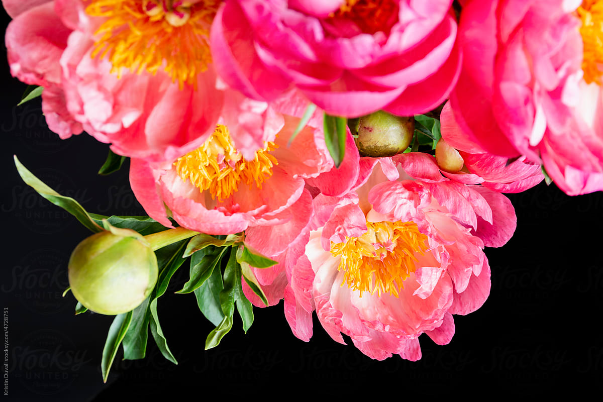"Bright Peony Flowers In Bouquet" by Stocksy Contributor "Kristin ...