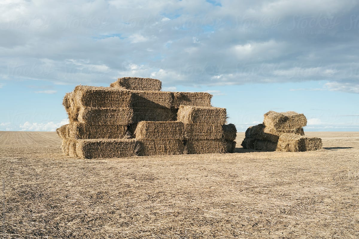 "Pile Of Stacked Hay Bales On Farmland" by Stocksy Contributor "Rialto ...