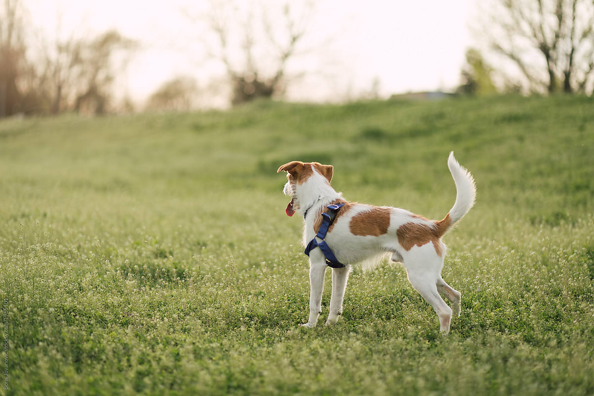 "Two Dogs Playing In The Open Field" by Stocksy Contributor "Boris ...