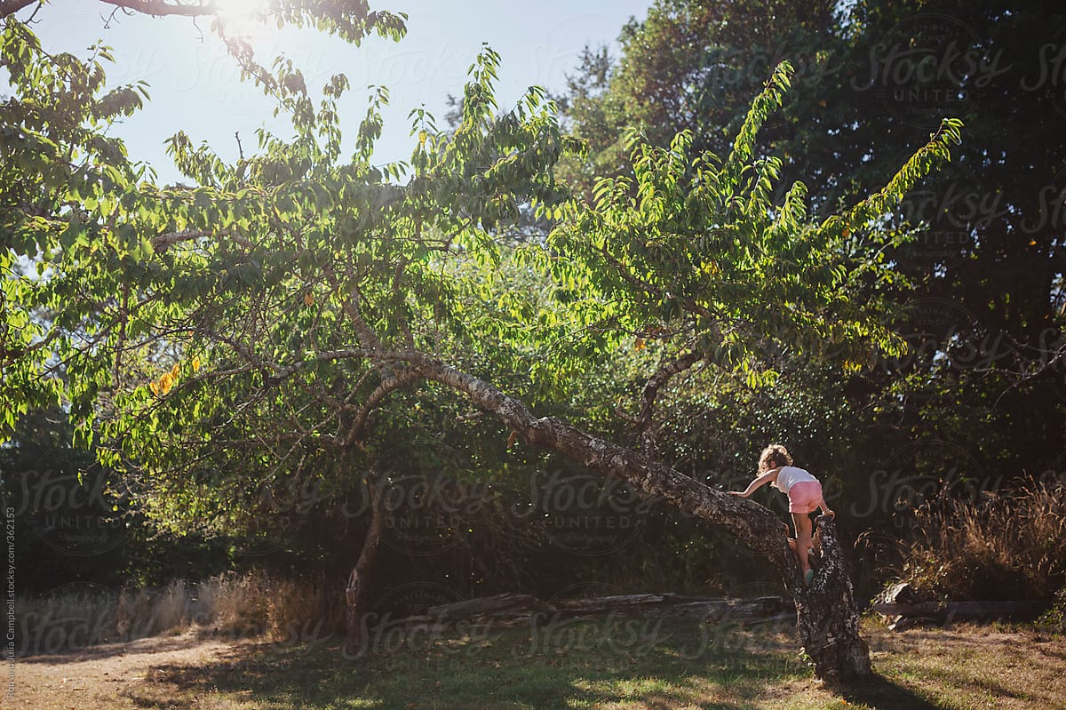 "Cute Young Girl Climbing Tree - Exploring Nature - In Summer" by ...