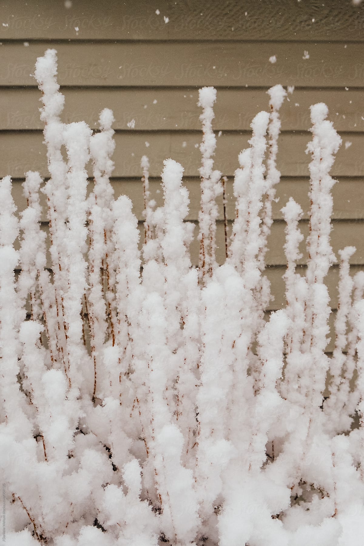 "Snow Covered Bare Branches Of A Bush." by Stocksy Contributor "J ...