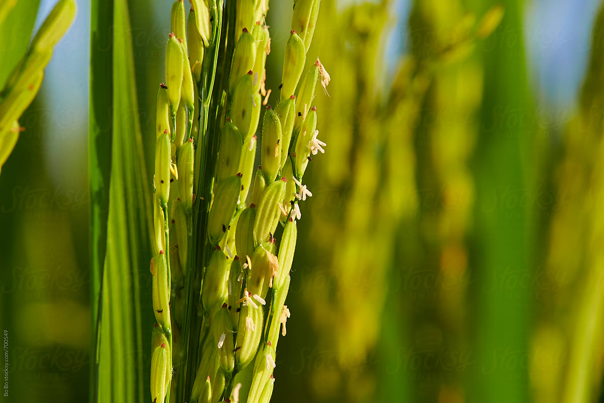 "Rice Paddy In Flower" by Stocksy Contributor "Bo Bo" - Stocksy