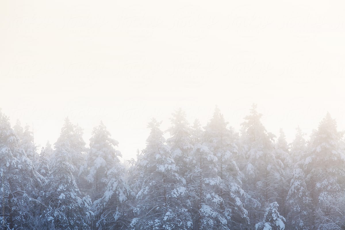 "A Tree Line On A Hazy Winter Morning" by Stocksy Contributor "Jonatan ...
