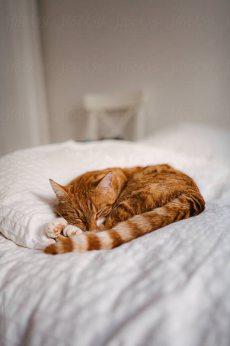 Tired Cat New Kitty Alert ‼ Introducing Our Newest Two Cats! Lynx