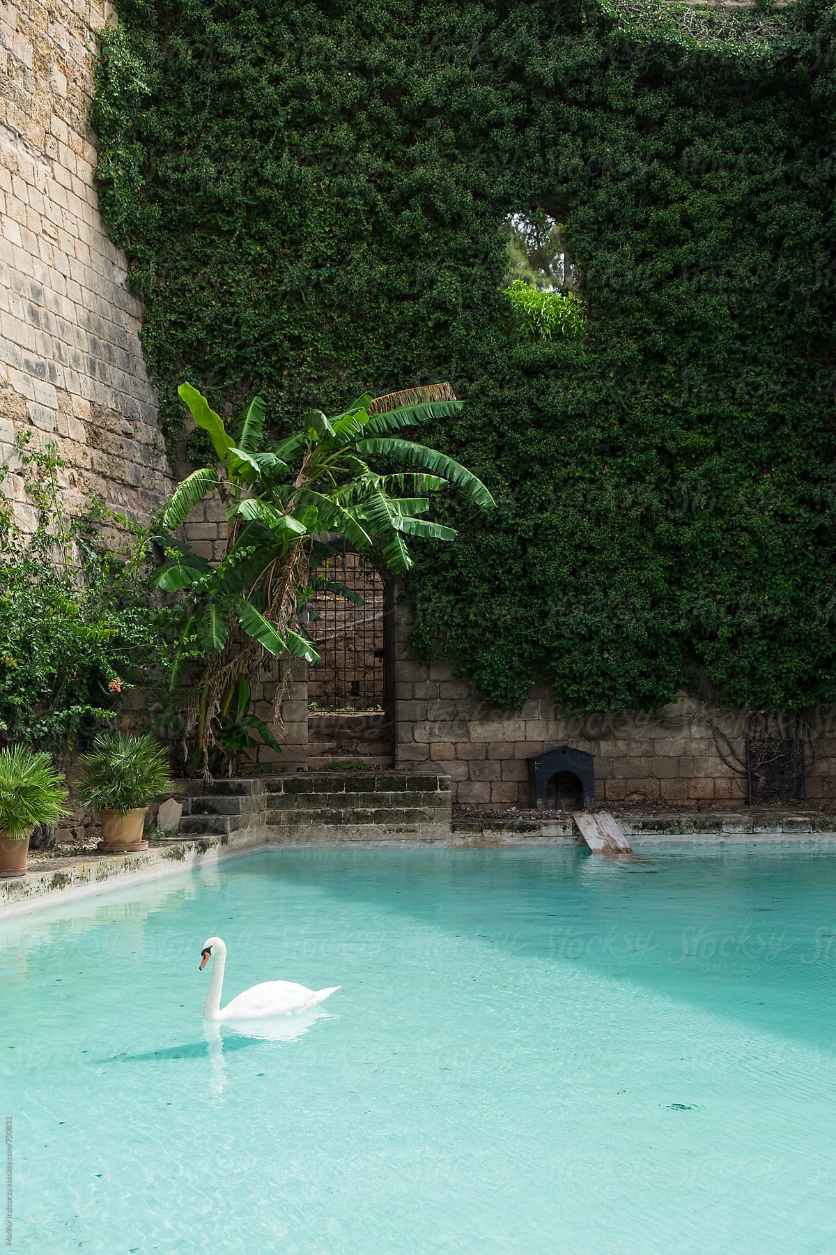 "Swan In A Pond In The Gardens Of Hort Del Rei Palma De Mallorca" by ...