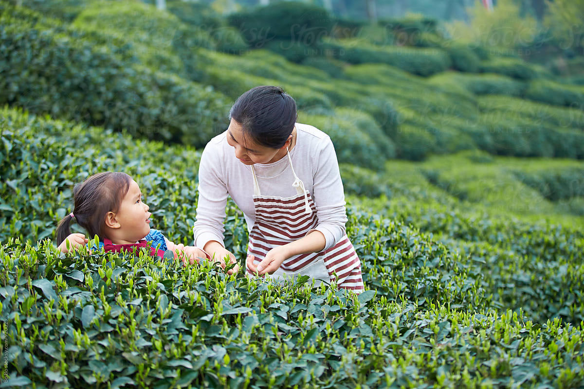 "Little Asian Girl Picking Tea In The Tea Farm With Her Mother" by ...