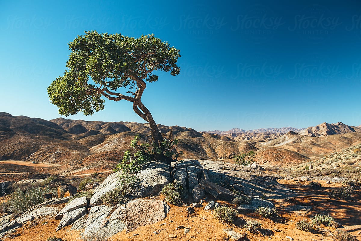 "Lone Tree In A Desert Wilderness" by Stocksy Contributor "Juno" - Stocksy