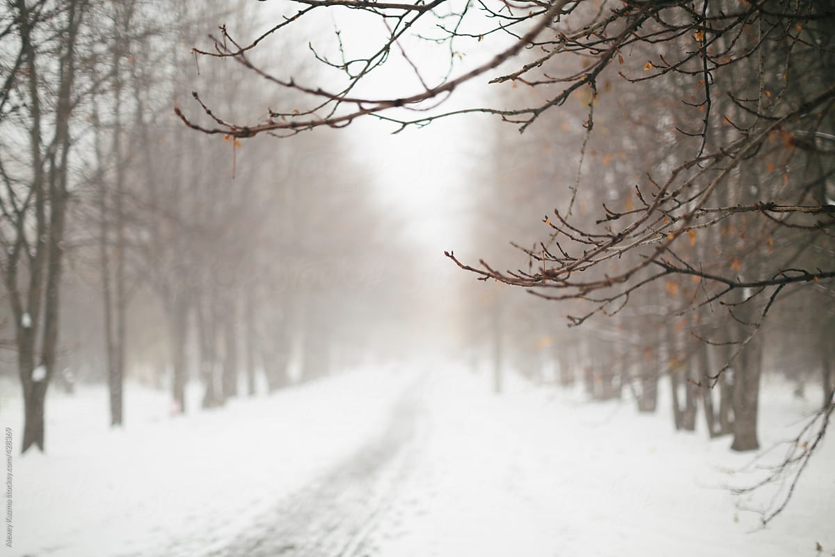 "Wintery Scene In The Empty Park ." by Stocksy Contributor "Alexey ...