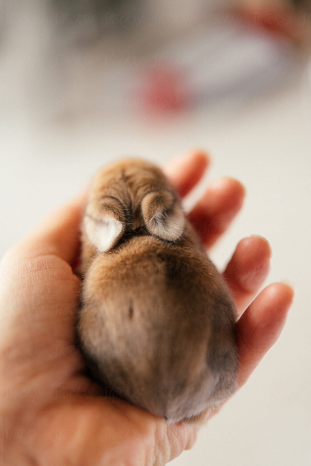 "Baby Bunny" by Stocksy Contributor "Melanie DeFazio" - Stocksy