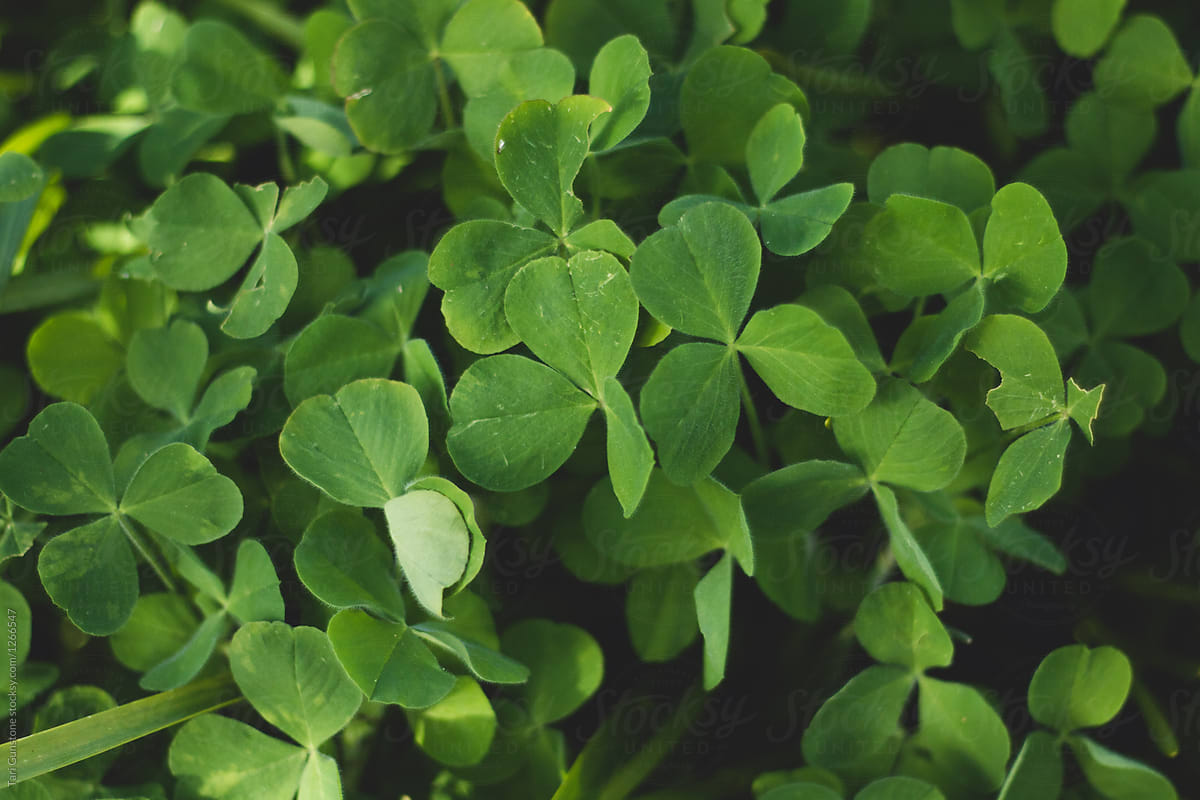 "Lucky Clover" by Stocksy Contributor "Tari Gunstone" - Stocksy