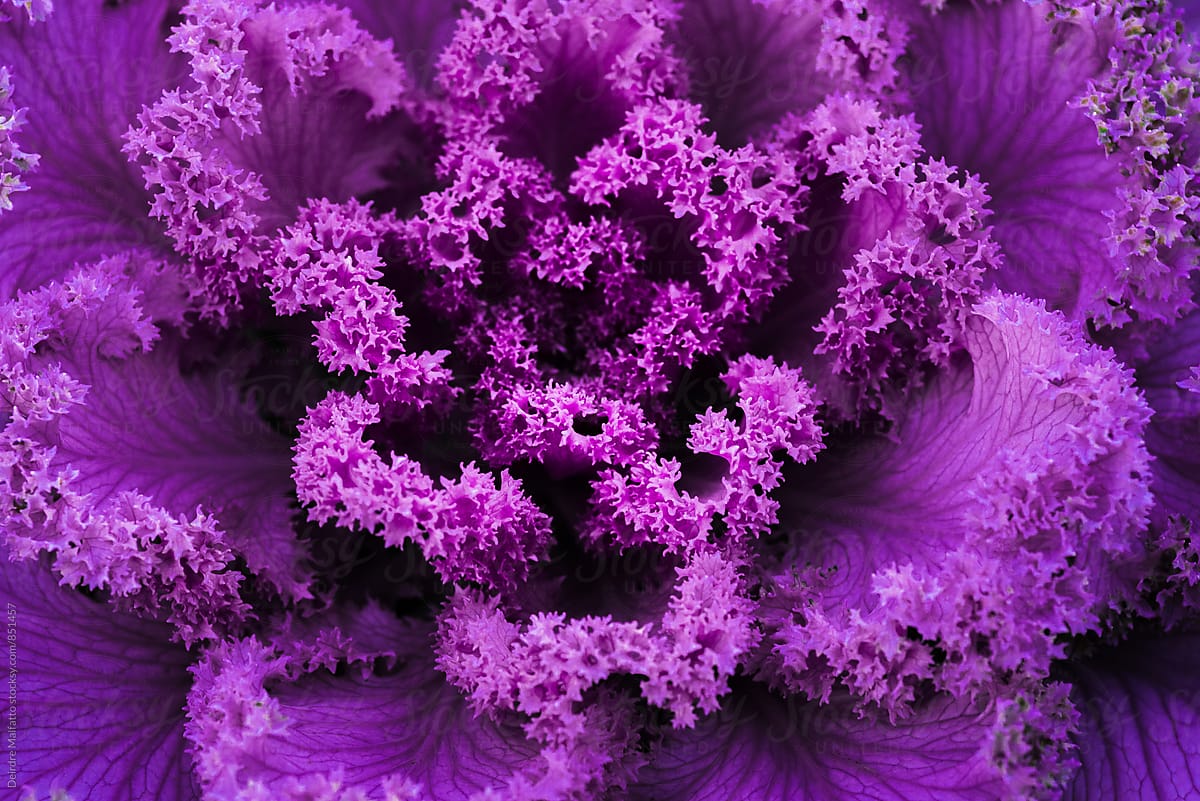 "Frilly Purple Kale From Above" by Stocksy Contributor "Deirdre ...