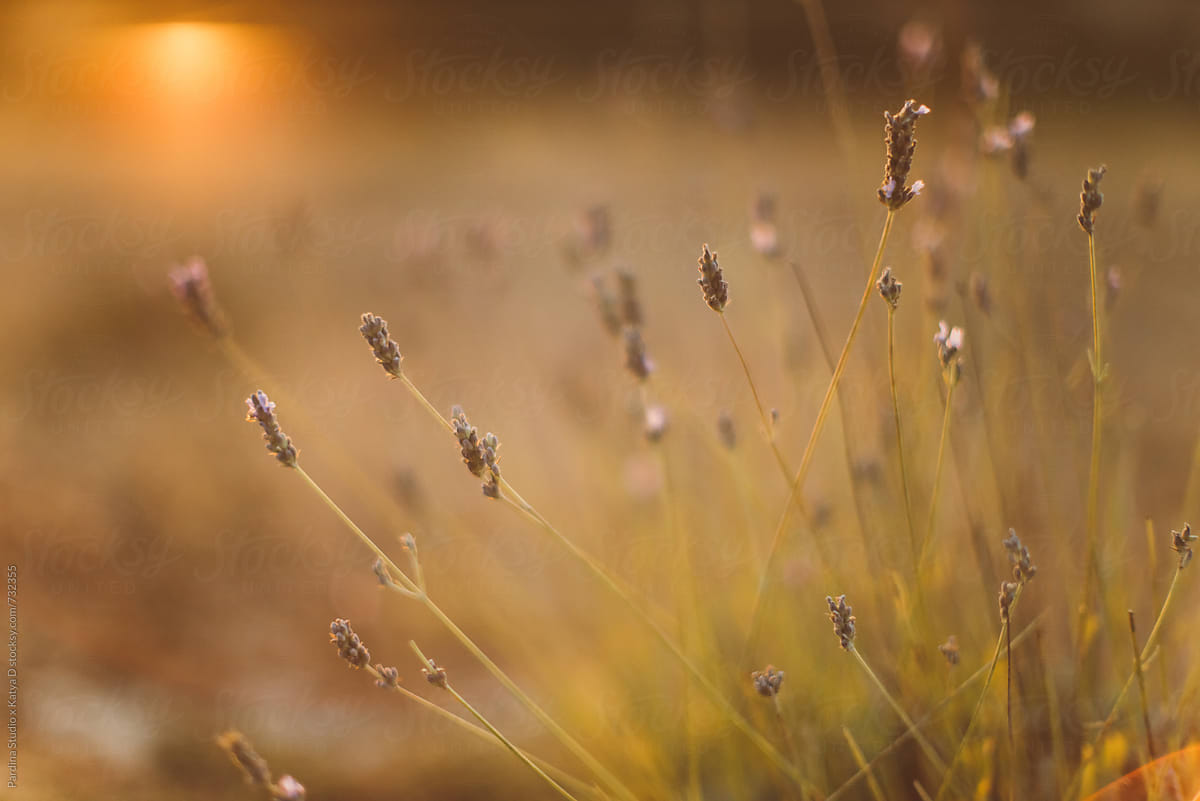 "Plants At Sunset" by Stocksy Contributor "Pardina Studio x Katya D ...