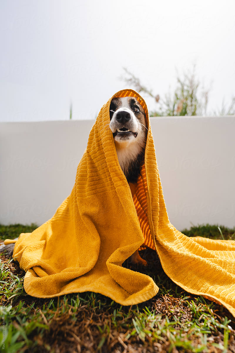 "Portrait Of A Dog With A Towel" by Stocksy Contributor "Raul Navarro ...