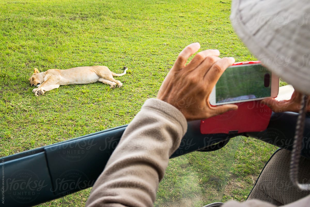 "Tourist Photographing A Lioness" by Stocksy Contributor "ACALU Studio ...